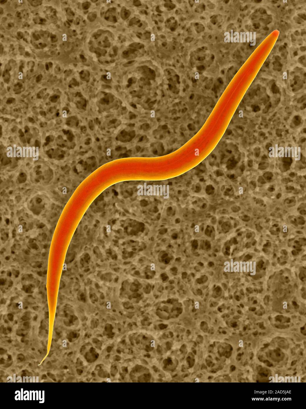 Coloured scanning electron micrograph (SEM) of Free-living soil ...