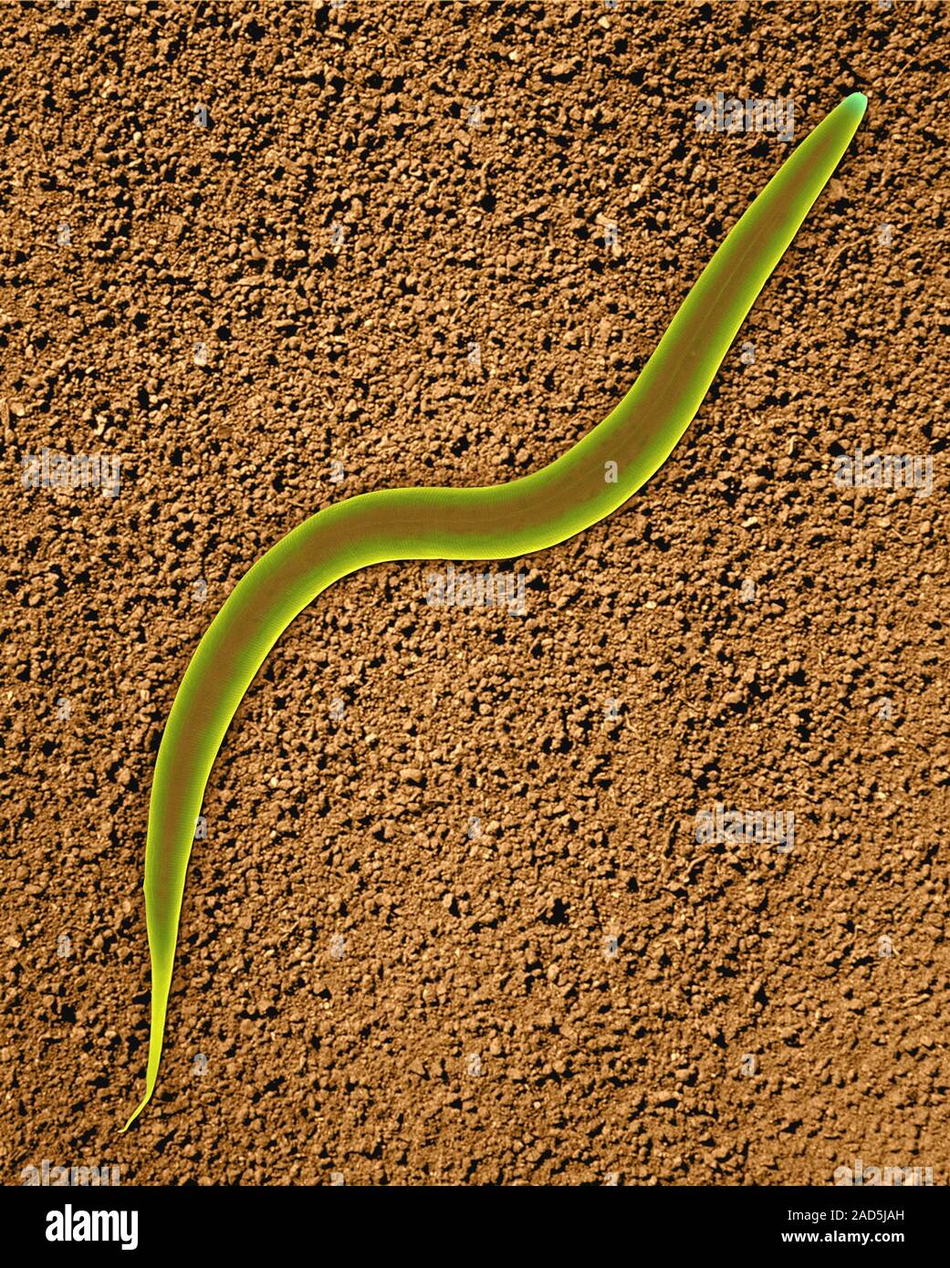 Coloured scanning electron micrograph (SEM) of Free-living soil nematode (Caenorhabditis elegans ...