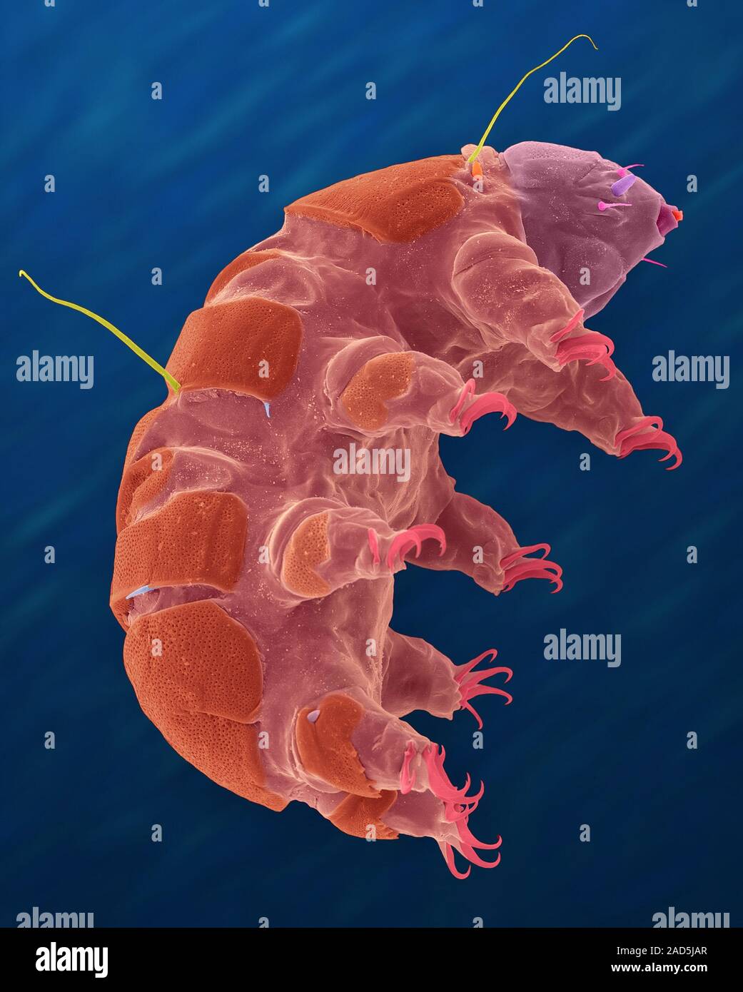 Coloured scanning electron micrograph (SEM) of Tardigrade (water bear ...