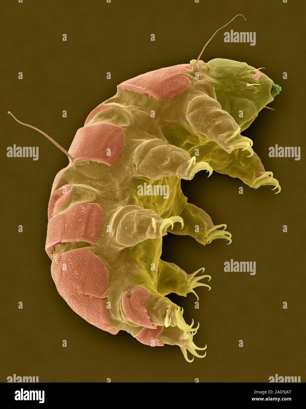 Coloured scanning electron micrograph (SEM) of Tardigrade (water bear ...