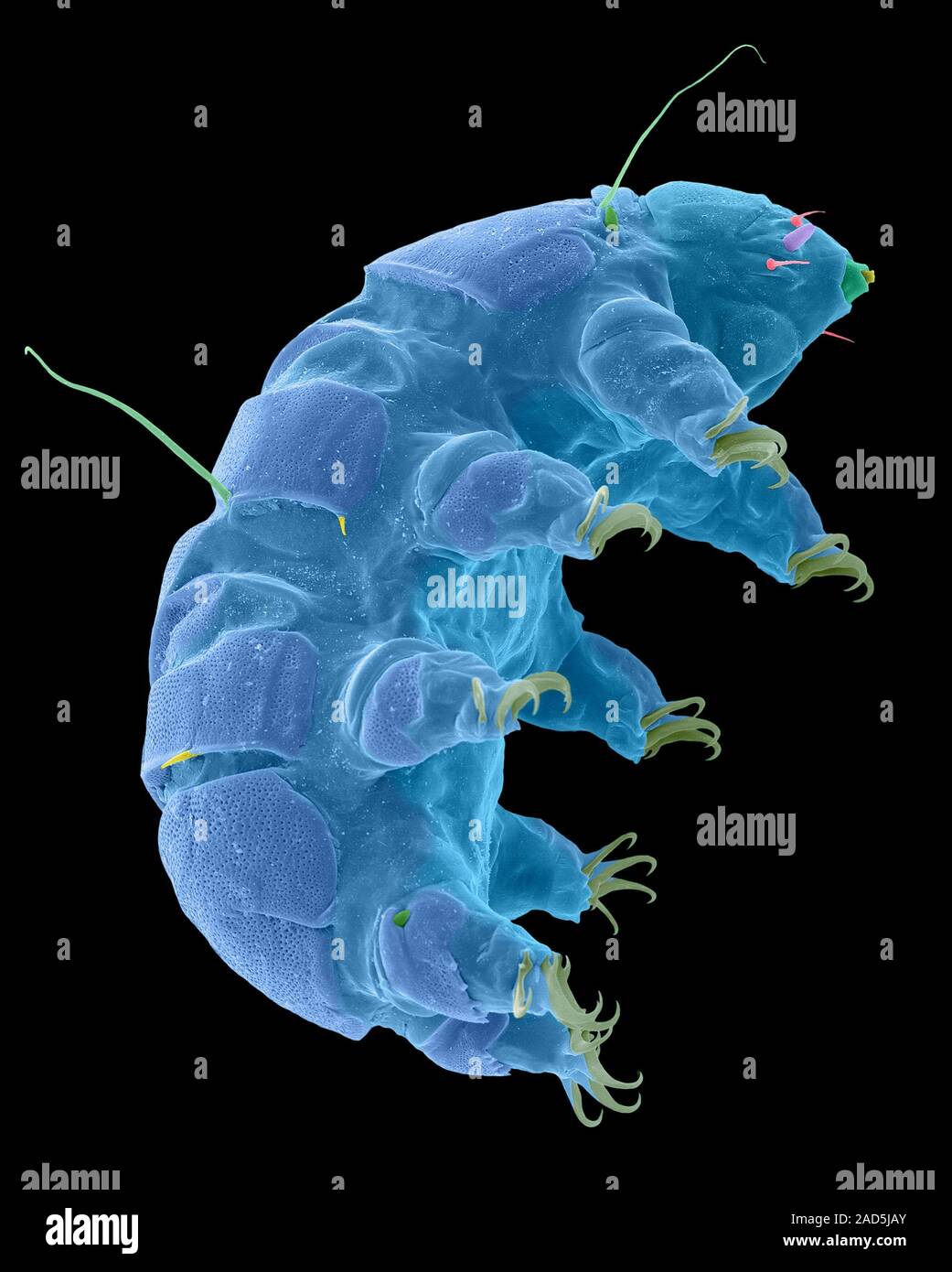 Coloured scanning electron micrograph (SEM) of Tardigrade (water bear ...