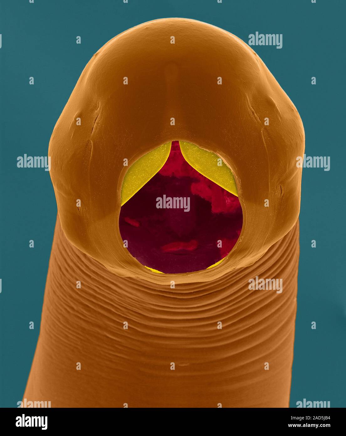 Coloured scanning electron micrograph (SEM) of Cattle hookworm ...