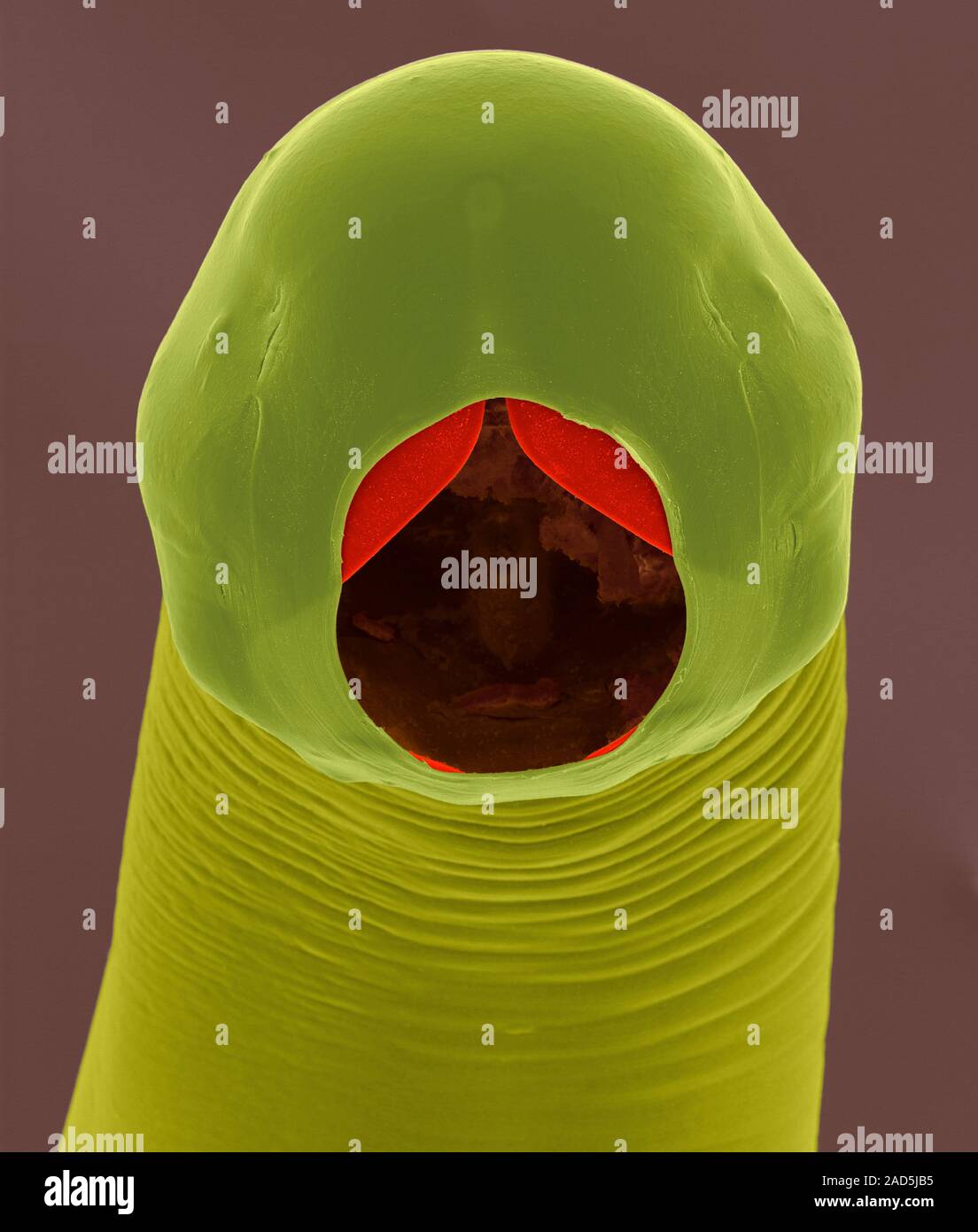 Coloured scanning electron micrograph (SEM) of Cattle hookworm ...