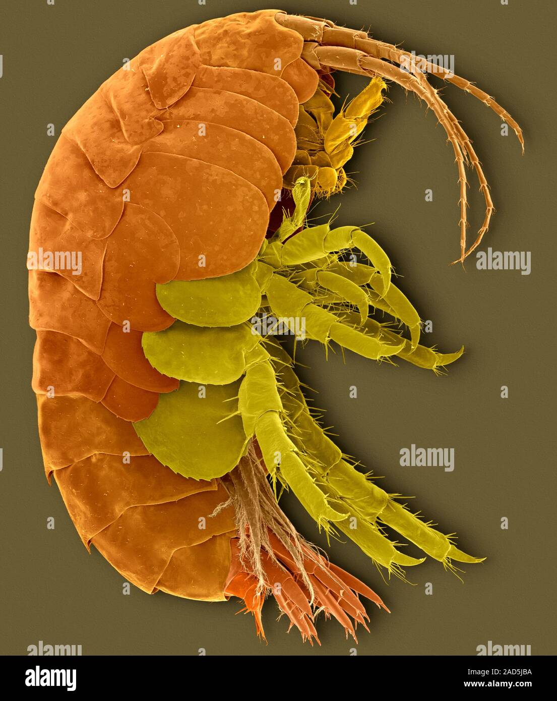 Coloured scanning electron micrograph (SEM) of Freshwater amphipod ...