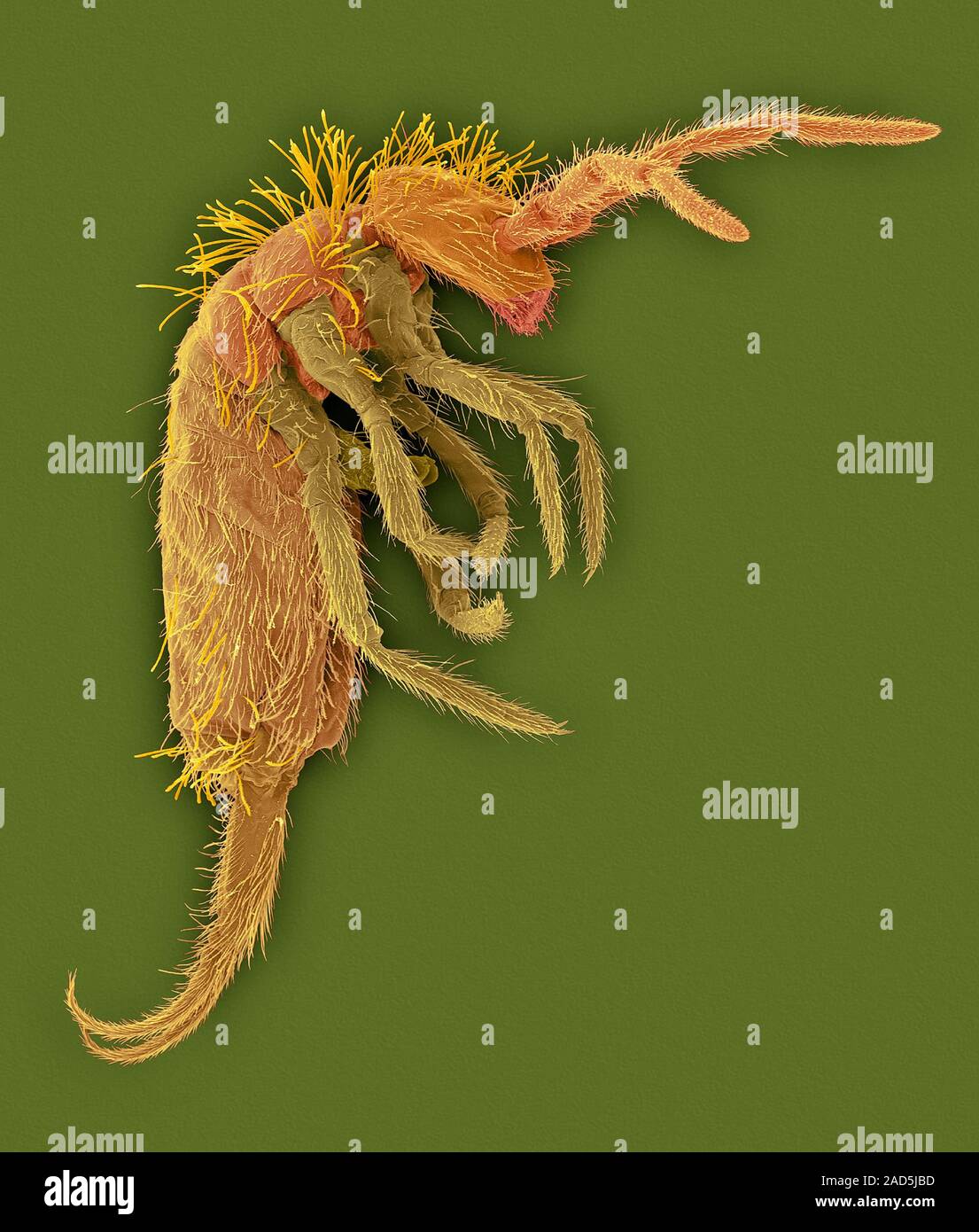 Coloured scanning electron micrograph (SEM) of Springtail (Order ...