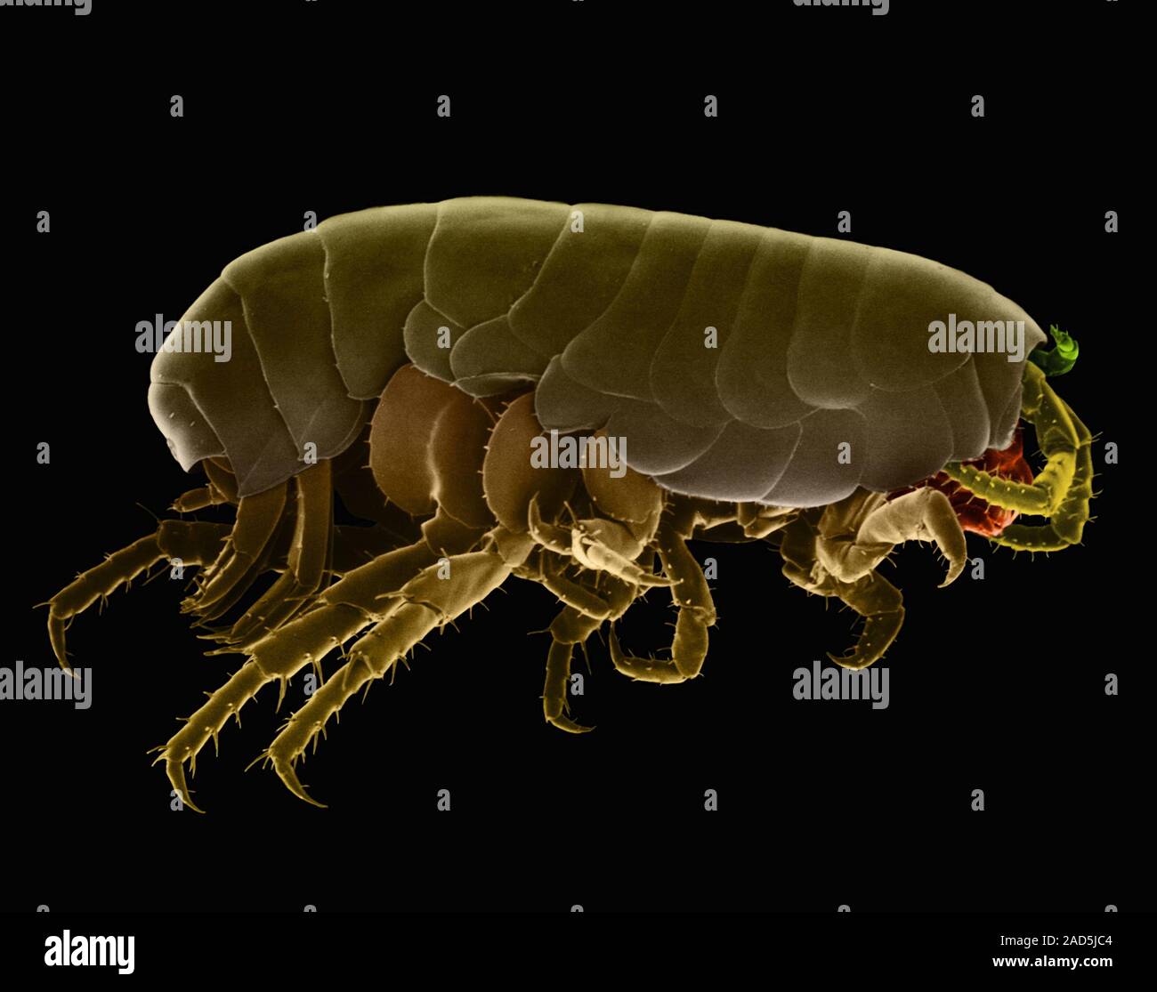 Coloured scanning electron micrograph (SEM) of Sand flea (Orchestia ...
