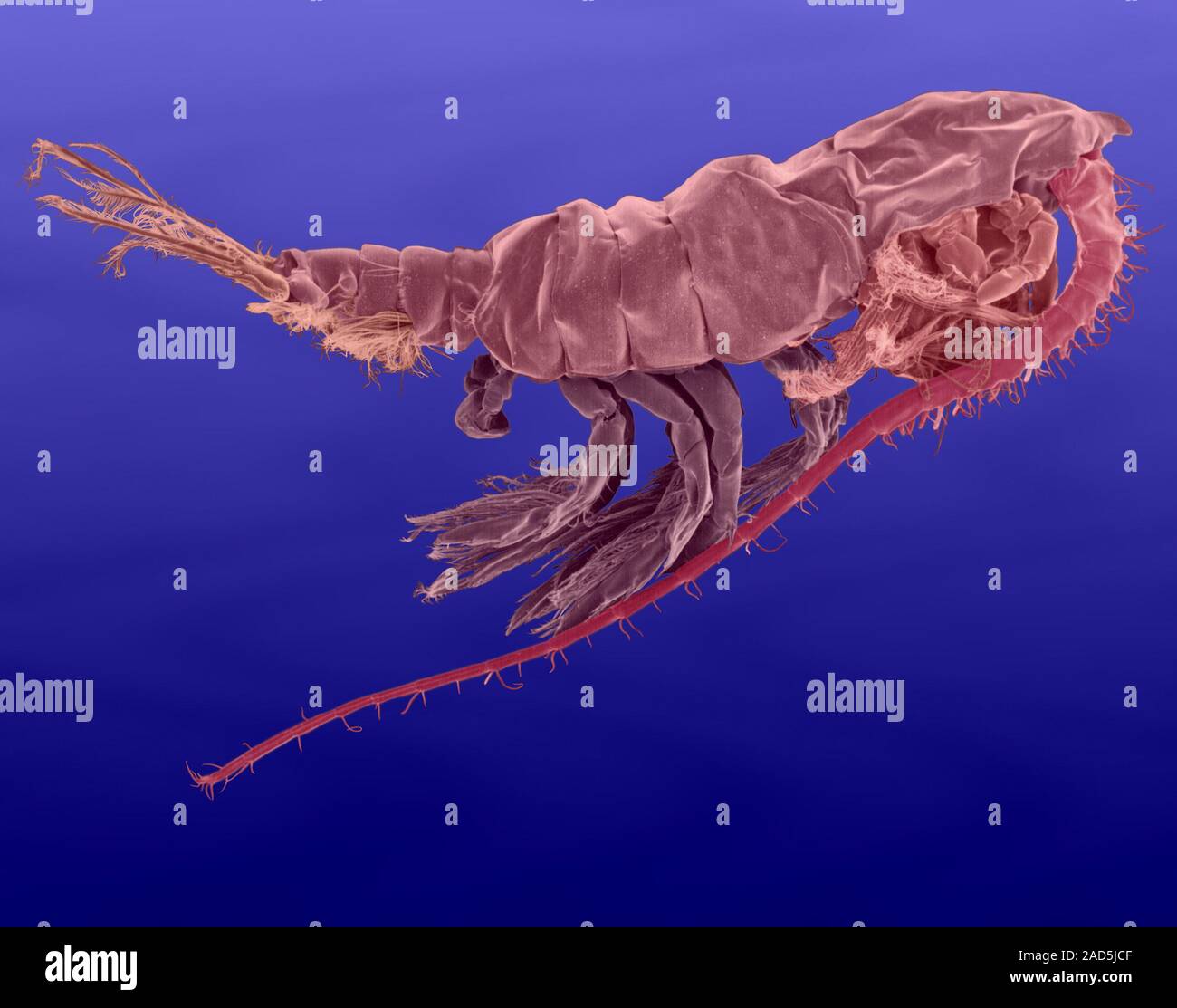 Coloured scanning electron micrograph (SEM) of Marine copepod ...