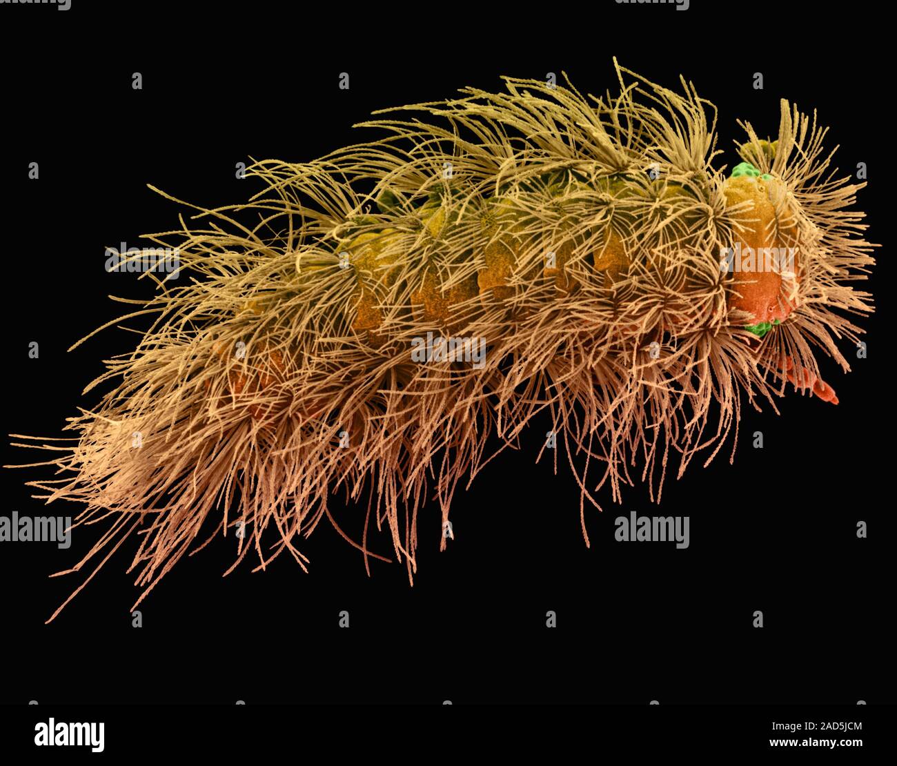 Coloured scanning electron micrograph (SEM) of Polyxenid millipede (bark dweller). Note the ...