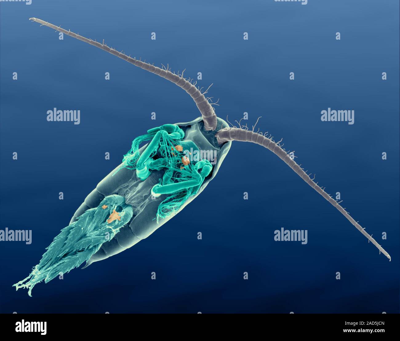 Coloured scanning electron micrograph (SEM) of Marine copepod ...