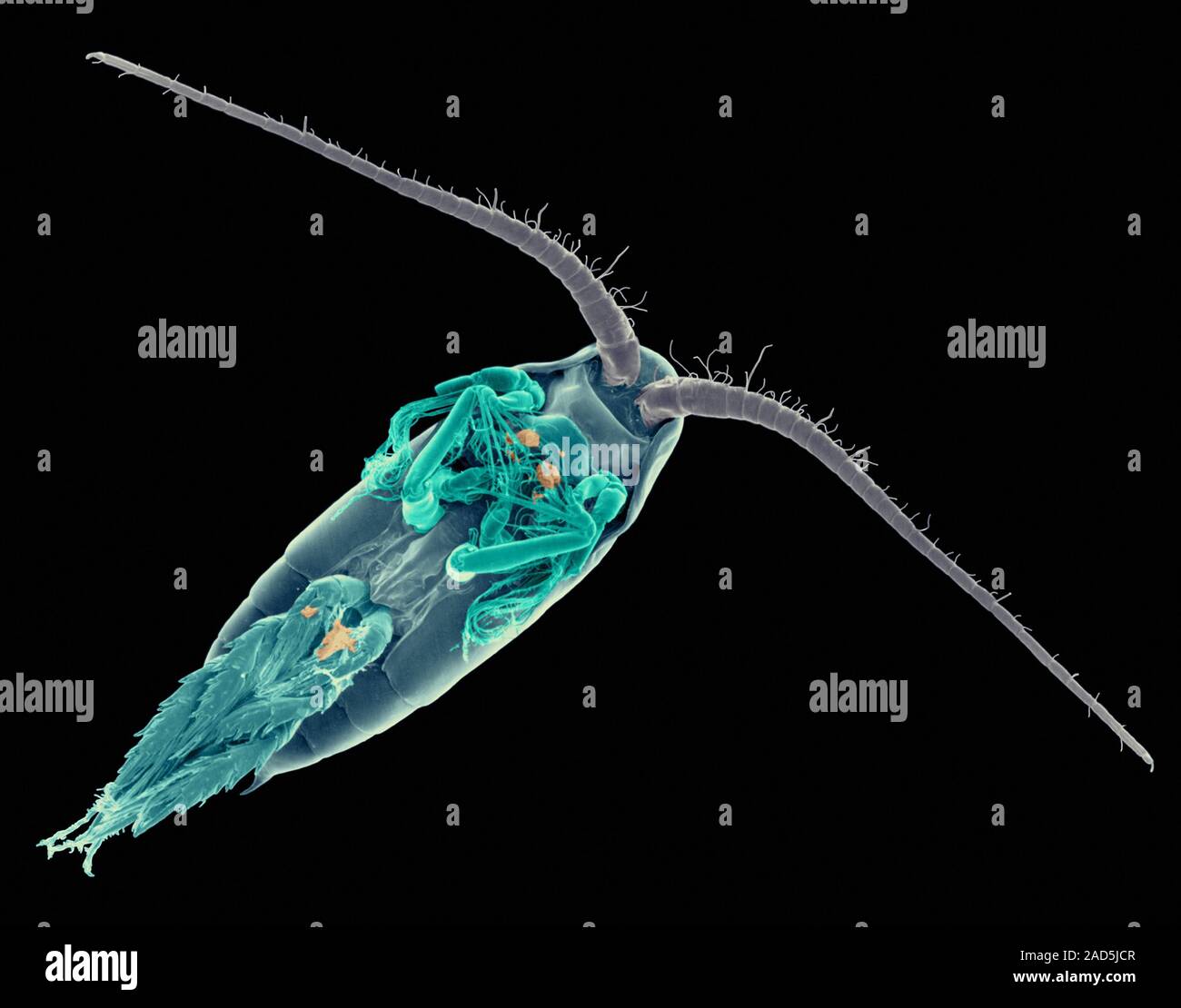 Coloured scanning electron micrograph (SEM) of Marine copepod ...