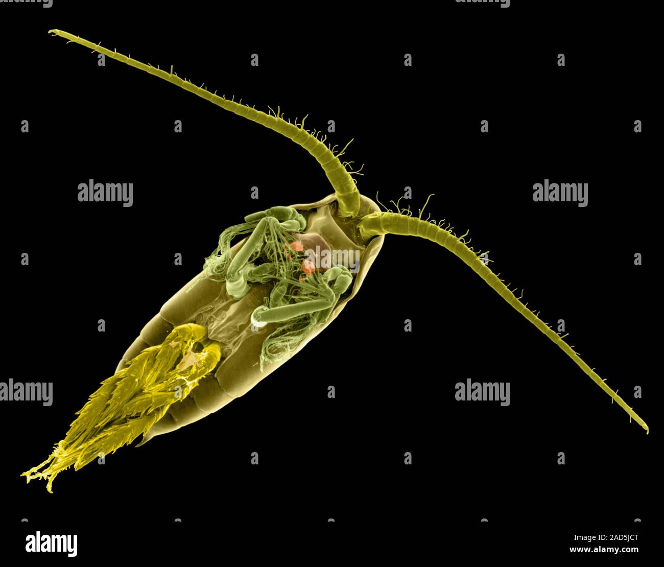 Coloured scanning electron micrograph (SEM) of Marine copepod ...