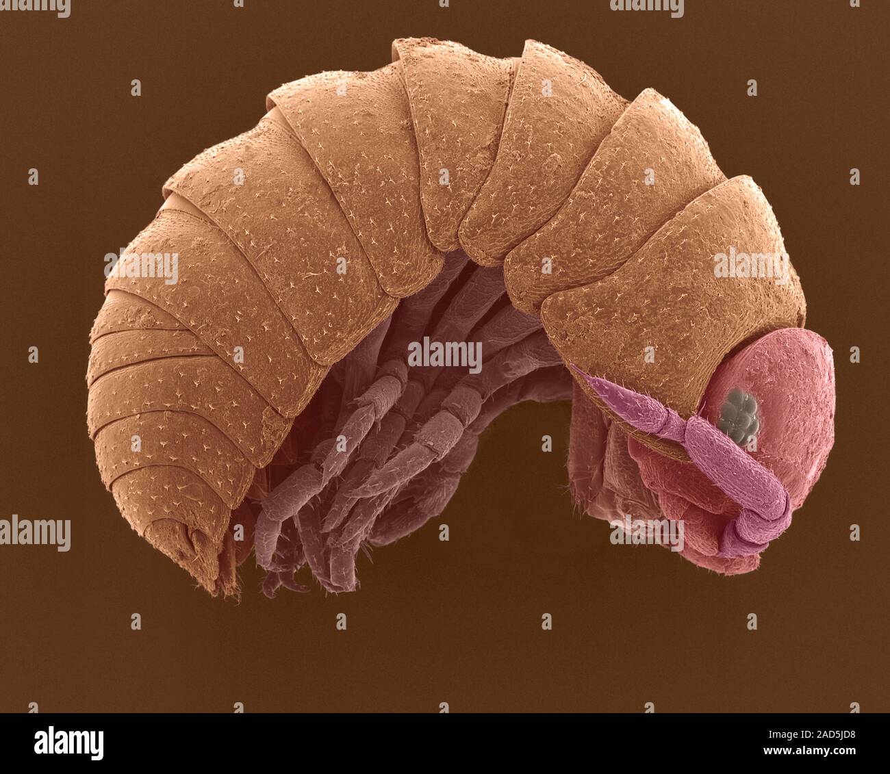 Coloured scanning electron micrograph (SEM) of Pillbug, crustacean ...