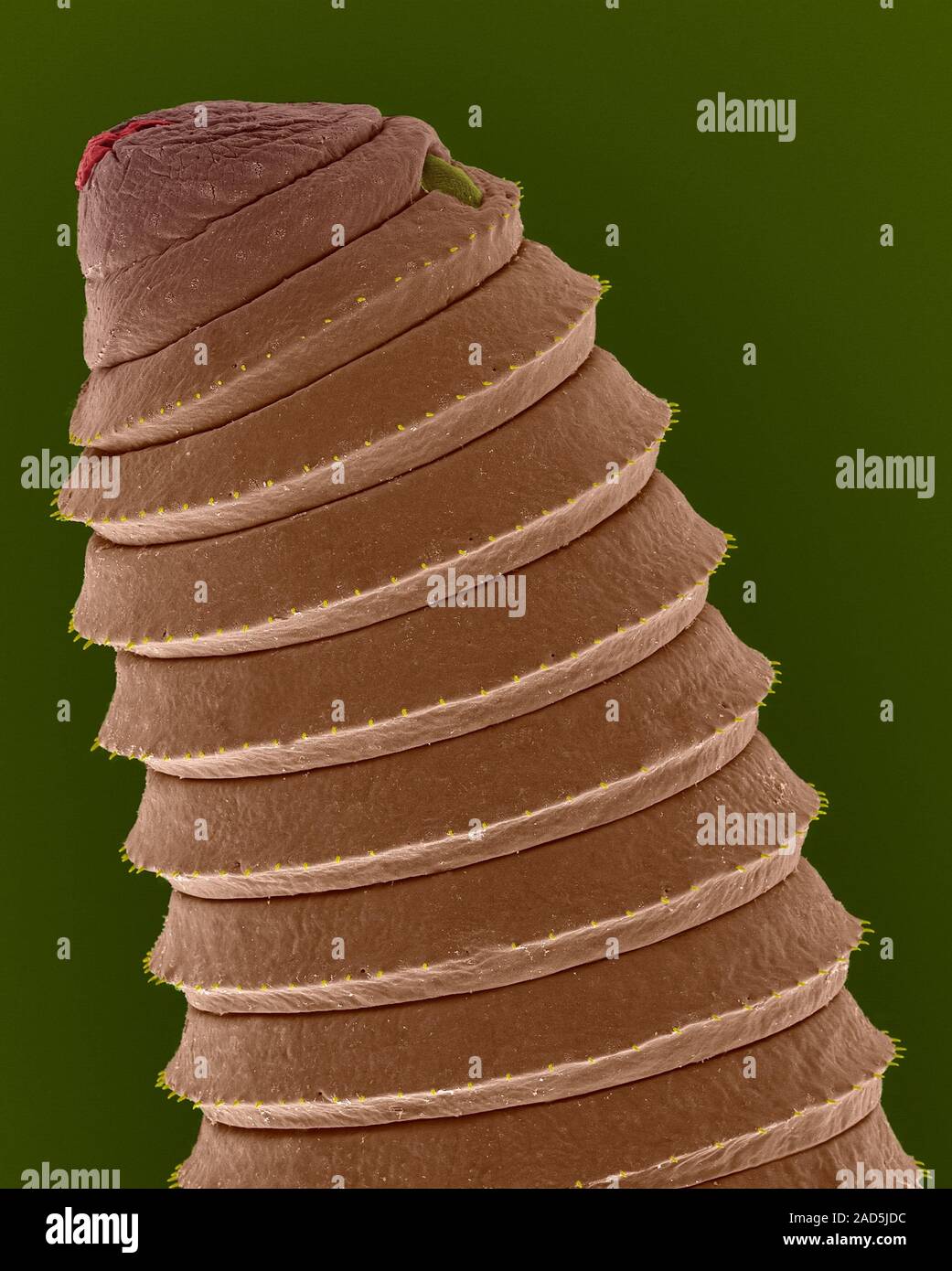 Coloured scanning electron micrograph (SEM) of Composting worm ...