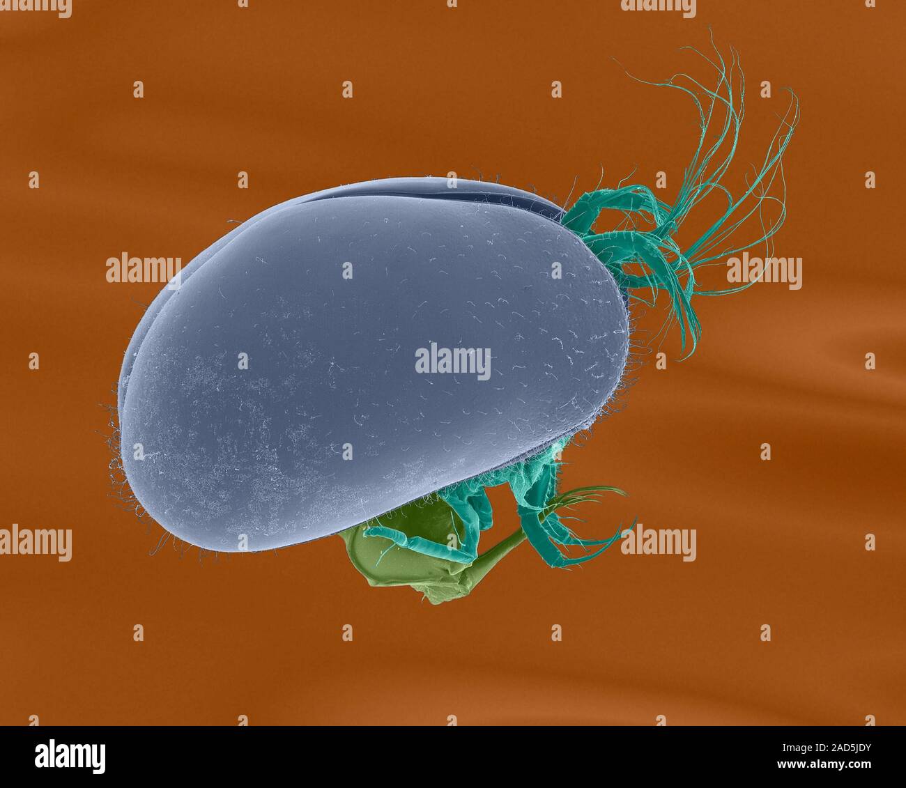 Coloured scanning electron micrograph (SEM) of Freshwater ostracod ...