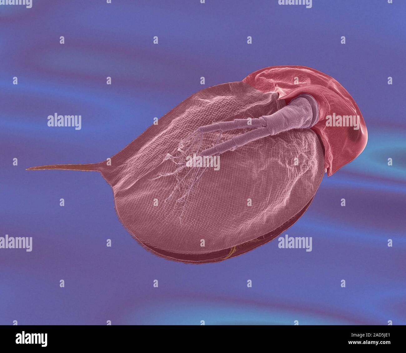 Coloured scanning electron micrograph (SEM) of Water flea (Daphnia sp ...