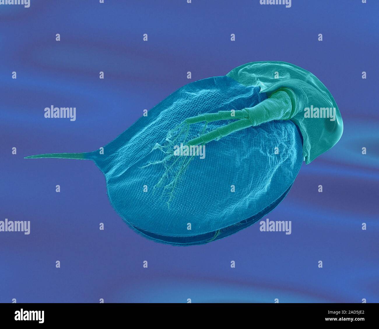 Coloured scanning electron micrograph (SEM) of Water flea (Daphnia sp ...