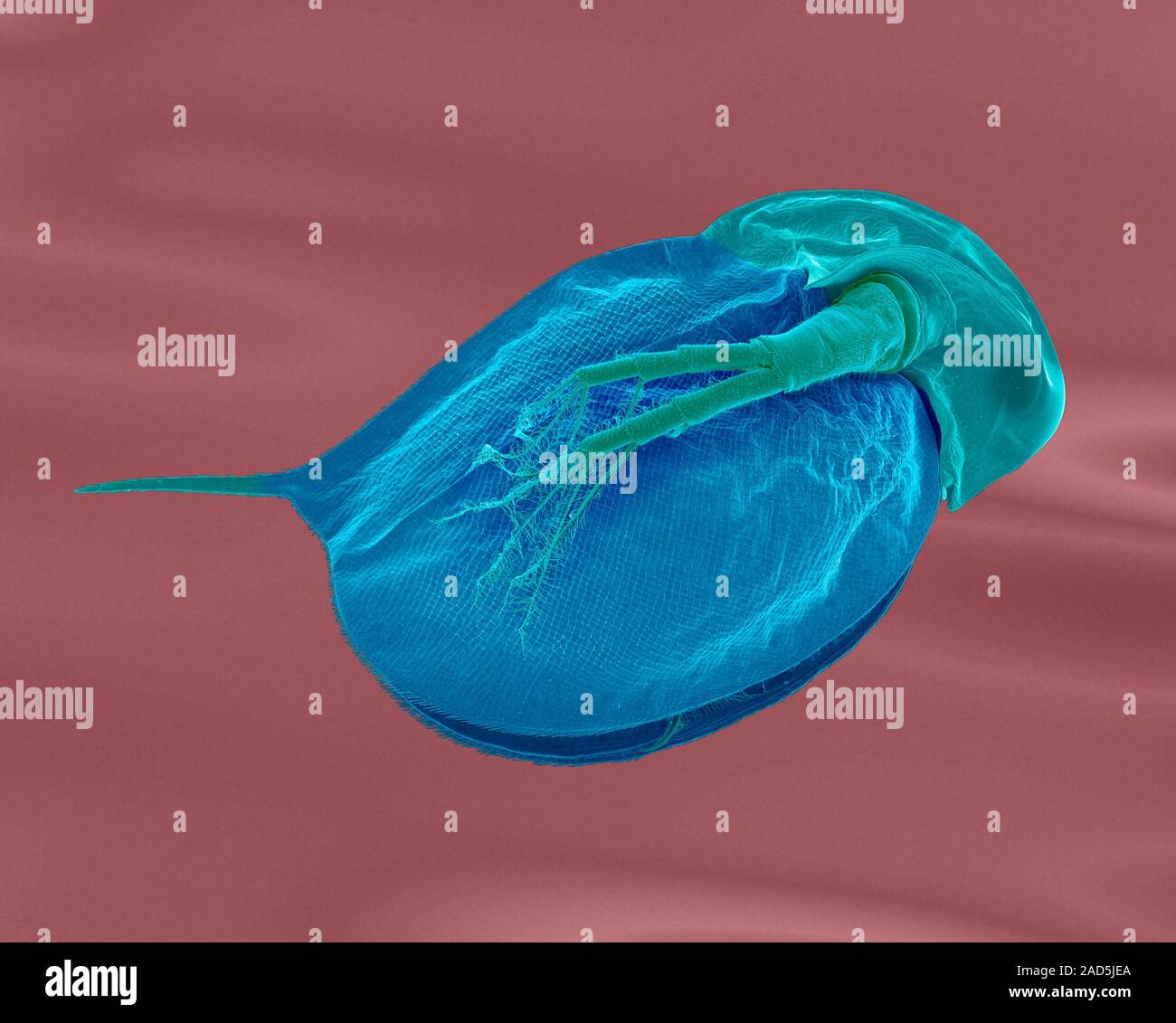 Coloured scanning electron micrograph (SEM) of Water flea (Daphnia sp ...