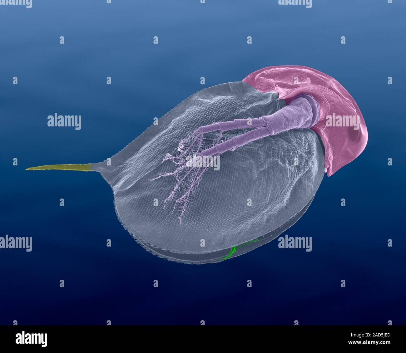 Coloured scanning electron micrograph (SEM) of Water flea (Daphnia sp ...