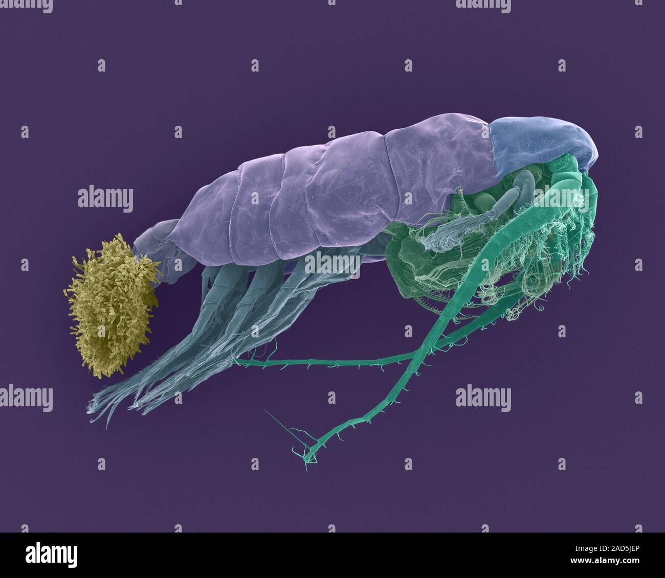 Coloured scanning electron micrograph (SEM) of Marine calanoid copepod ...