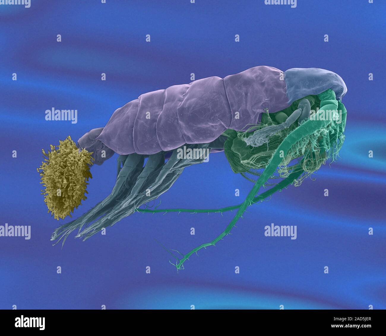 Coloured scanning electron micrograph (SEM) of Marine calanoid copepod ...