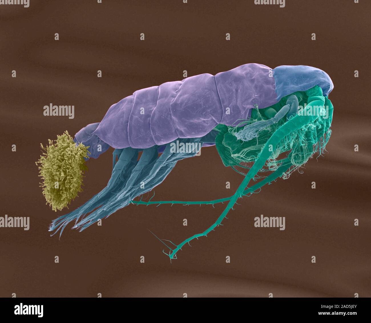 Coloured scanning electron micrograph (SEM) of Marine calanoid copepod ...