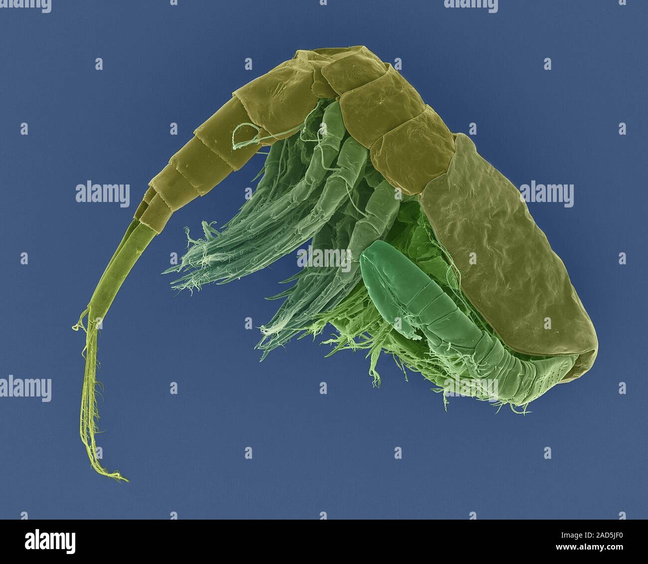 Coloured scanning electron micrograph (SEM) of Freshwater copepod ...