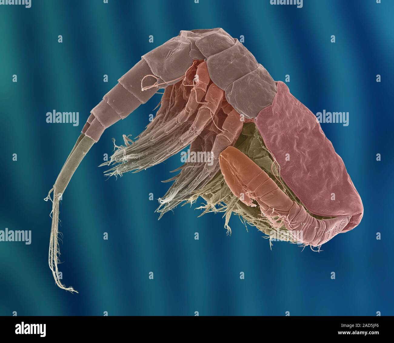 Coloured scanning electron micrograph (SEM) of Freshwater copepod ...
