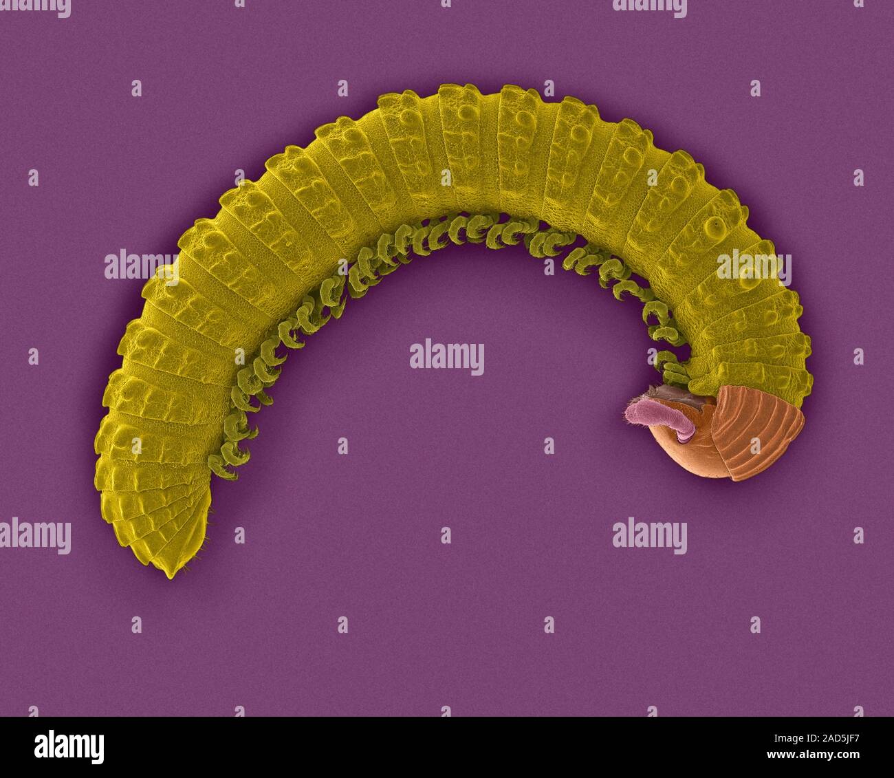 Coloured scanning electron micrograph (SEM) of Rusty millipede ...