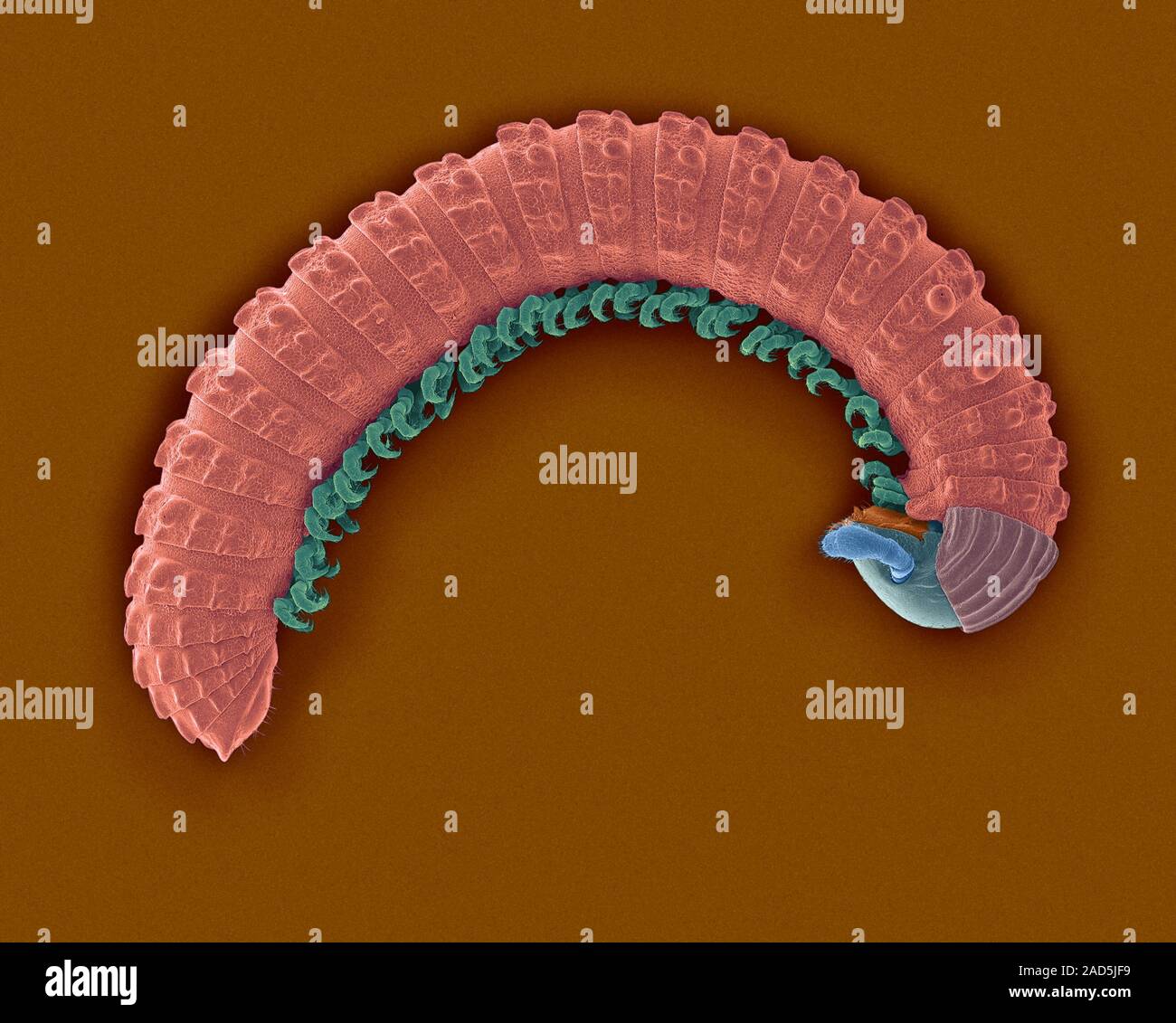 Coloured scanning electron micrograph (SEM) of Rusty millipede ...