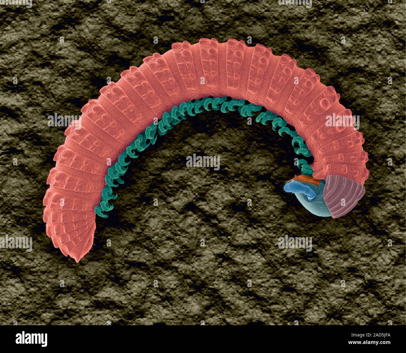 Coloured scanning electron micrograph (SEM) of Rusty millipede ...