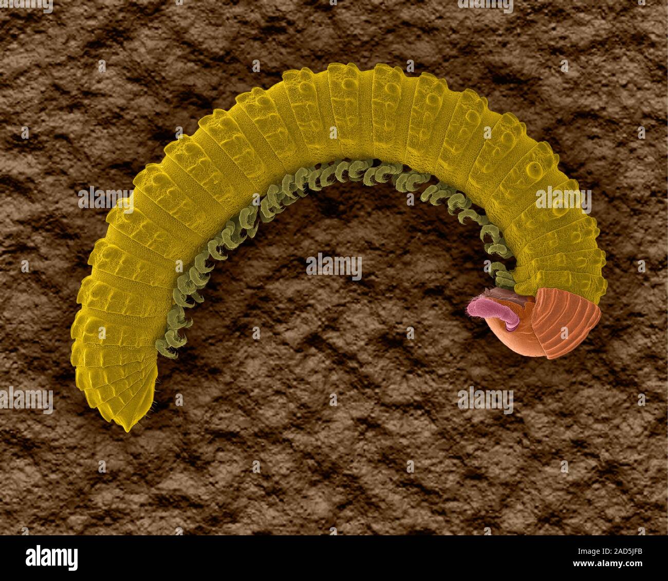 Coloured scanning electron micrograph (SEM) of Rusty millipede ...