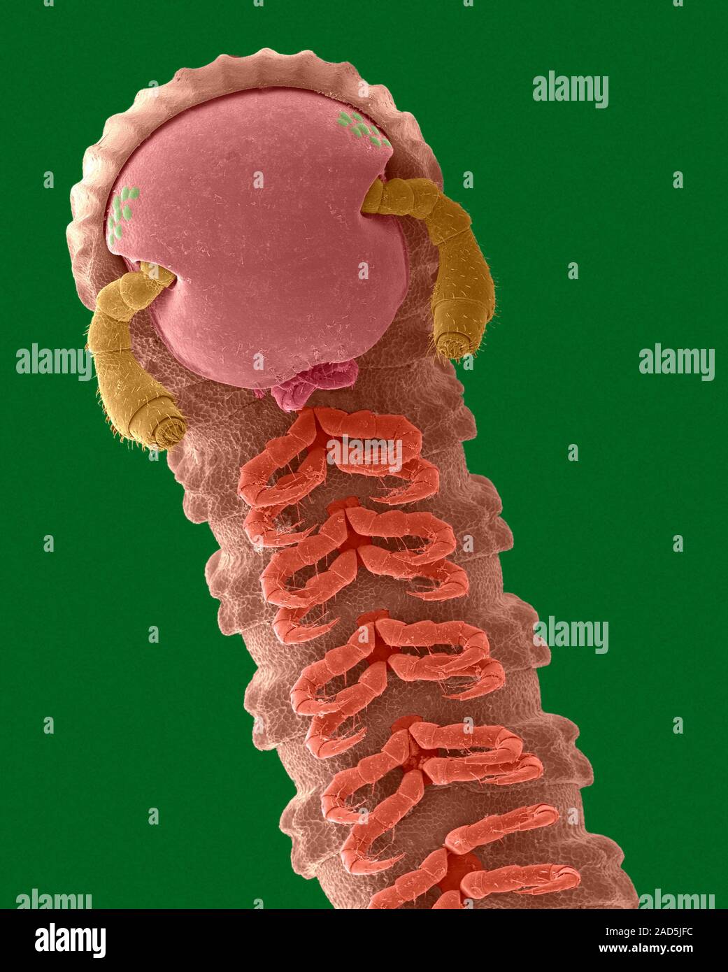 Coloured scanning electron micrograph (SEM) of Rusty millipede ...