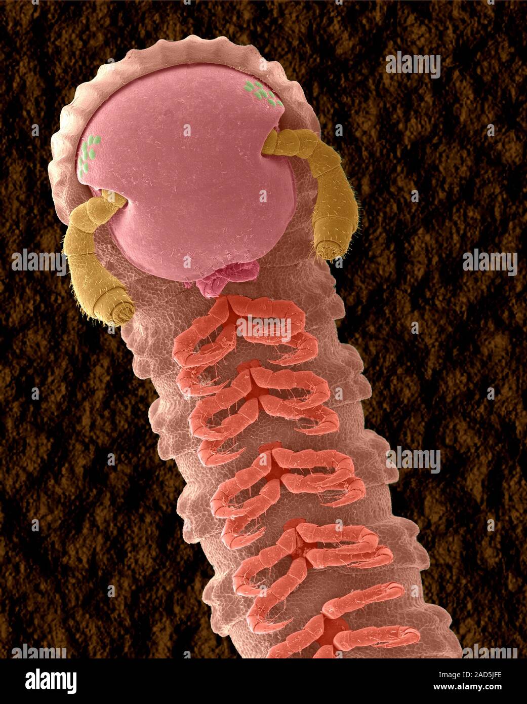 Coloured scanning electron micrograph (SEM) of Rusty millipede ...