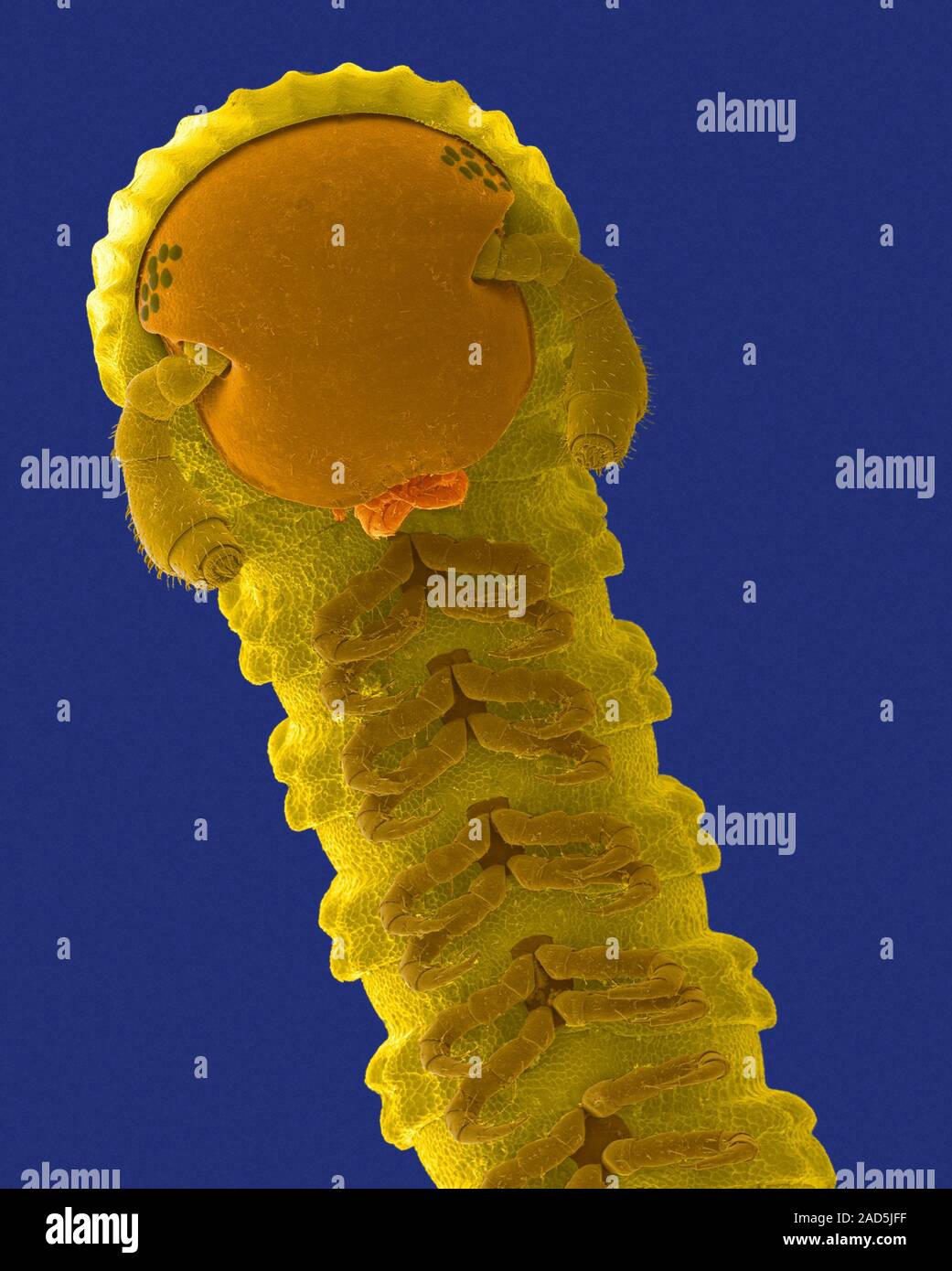 Coloured scanning electron micrograph (SEM) of Rusty millipede ...