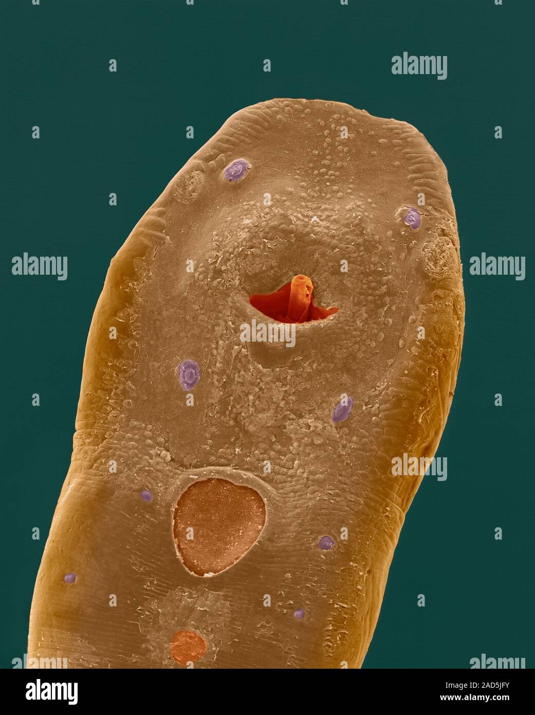 Coloured scanning electron micrograph (SEM) of Dog blood fluke, a ...
