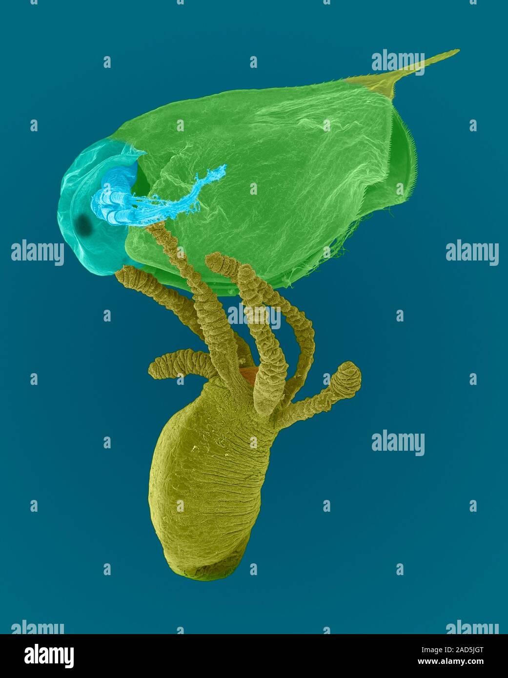 Coloured scanning electron micrograph (SEM) of Freshwater cnidarian ...