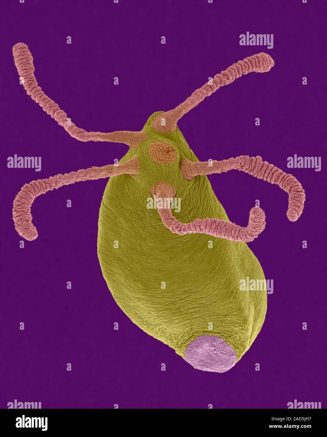 Coloured scanning electron micrograph (SEM) of Freshwater cnidarian ...