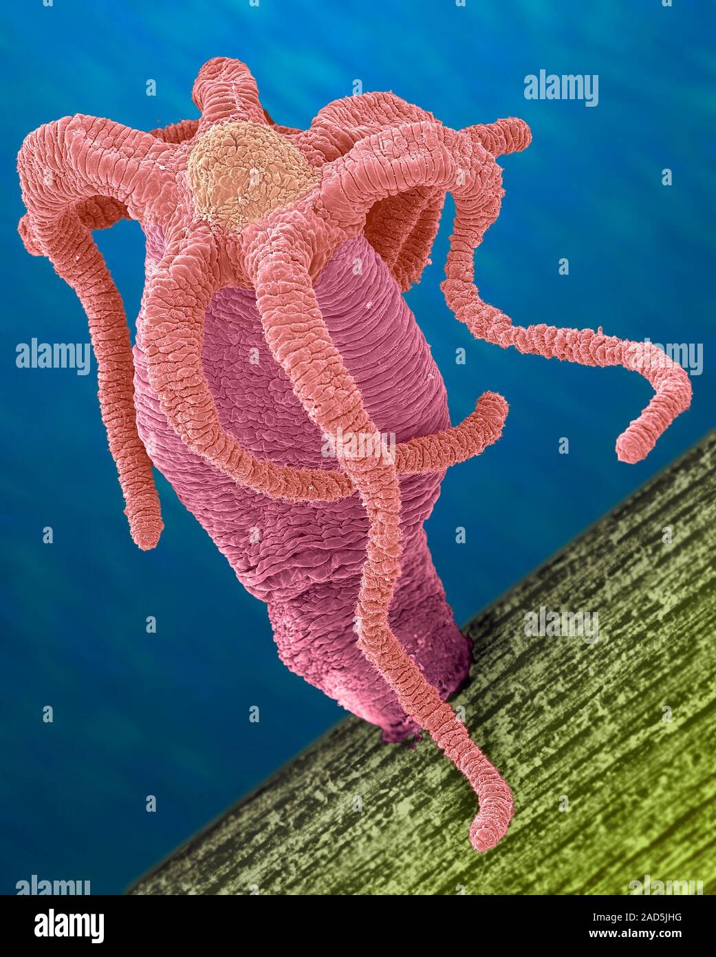 Coloured scanning electron micrograph (SEM) of Freshwater cnidarian ...