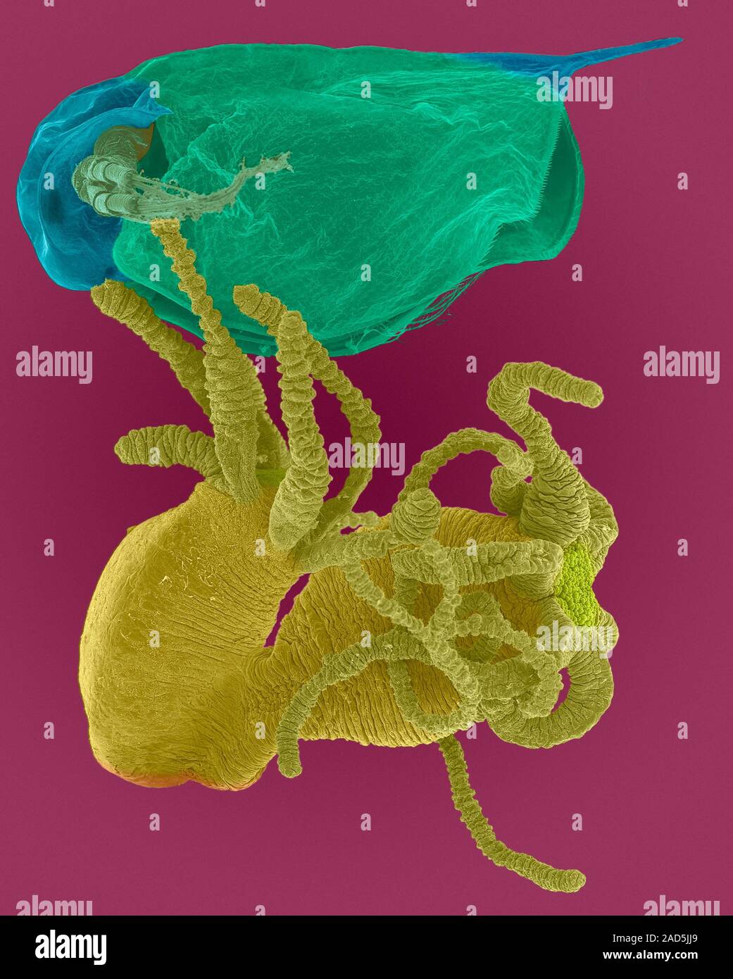 Coloured scanning electron micrograph (SEM) of Freshwater cnidarian ...