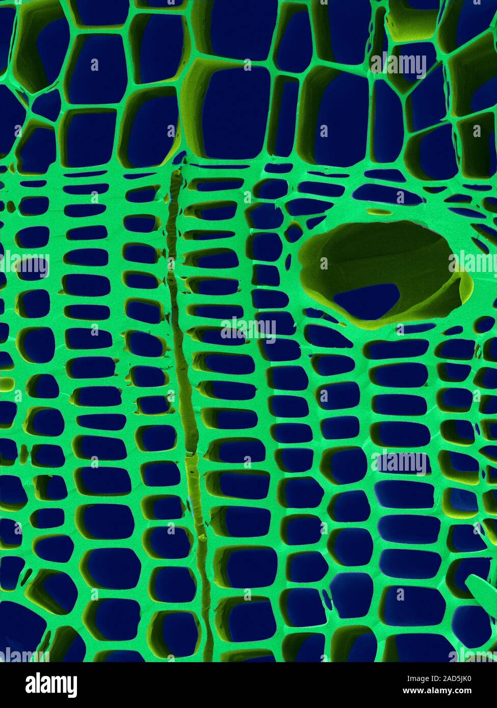 Cross-section through maple tree wood (Acer sp.) showing the annual ...