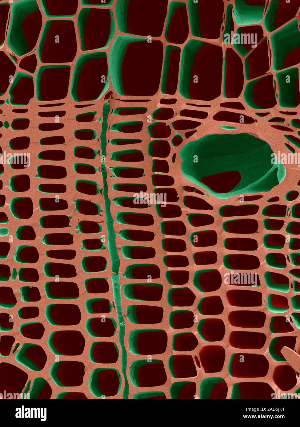 Cross-section through maple tree wood (Acer sp.) showing the annual ...