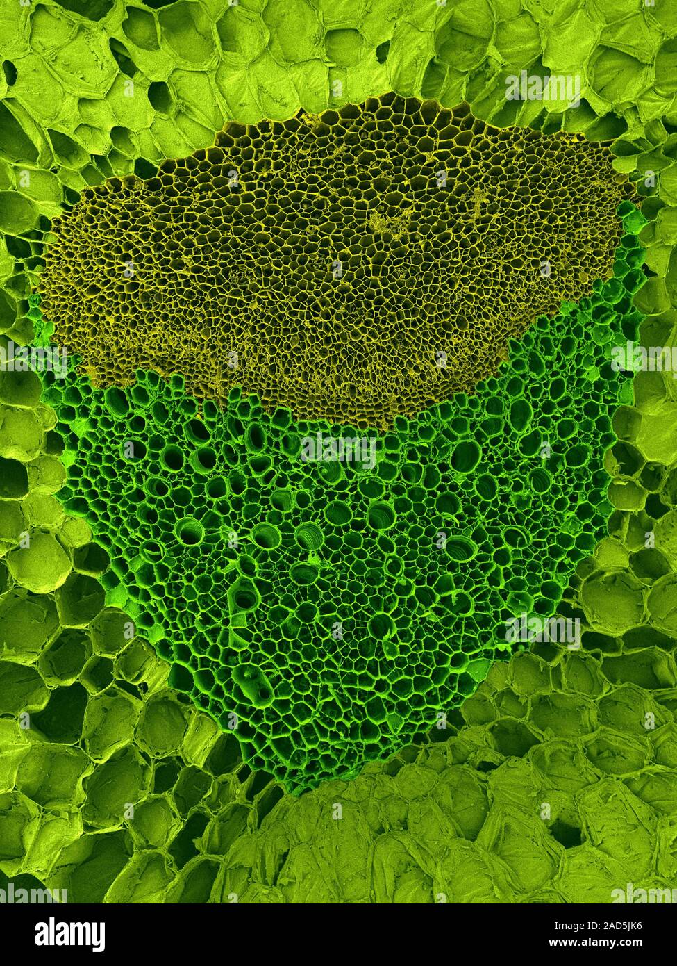 Vascular bundle in a celery stalk (Apium graveolens), coloured scanning ...