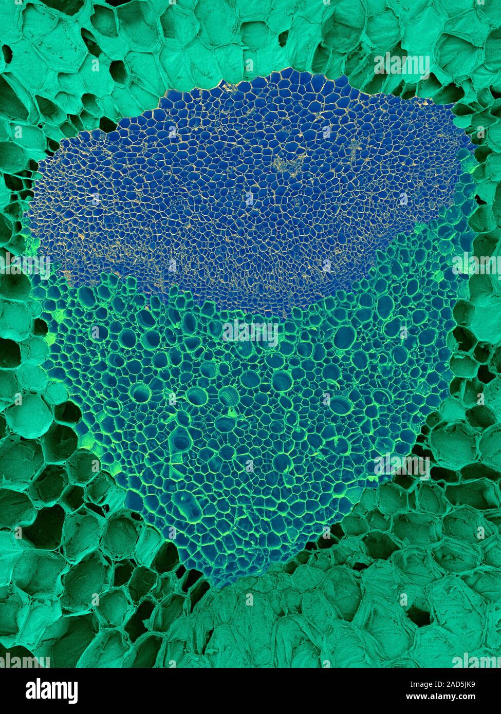 Vascular Bundle Celery