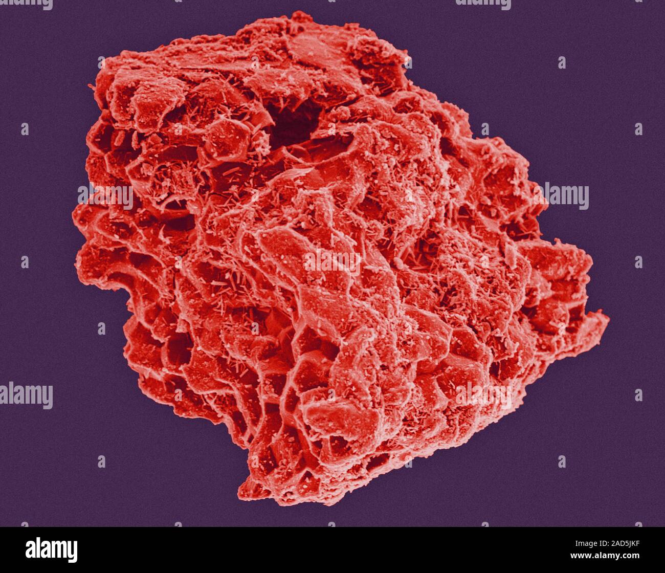 Ground black pepper, coloured scanning electron micrograph (SEM ...