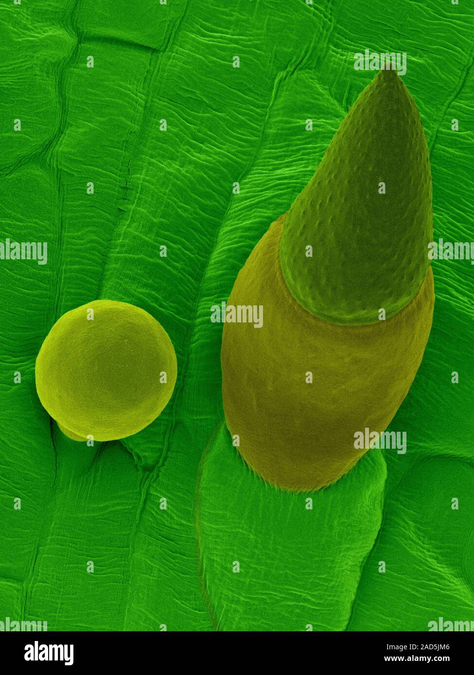 Sweet basil upper leaf surface (Ocimum basilicum), coloured scanning ...