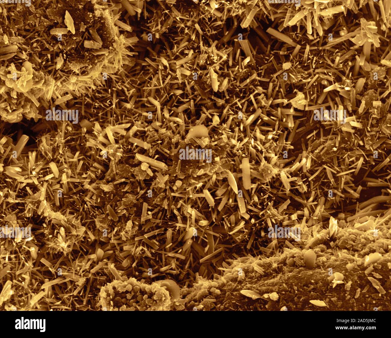 Ground black pepper, coloured scanning electron micrograph (SEM ...