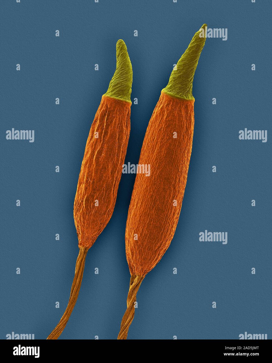 Moss spore capsule with operculum (Pyrrhobryum spiniforme), coloured ...