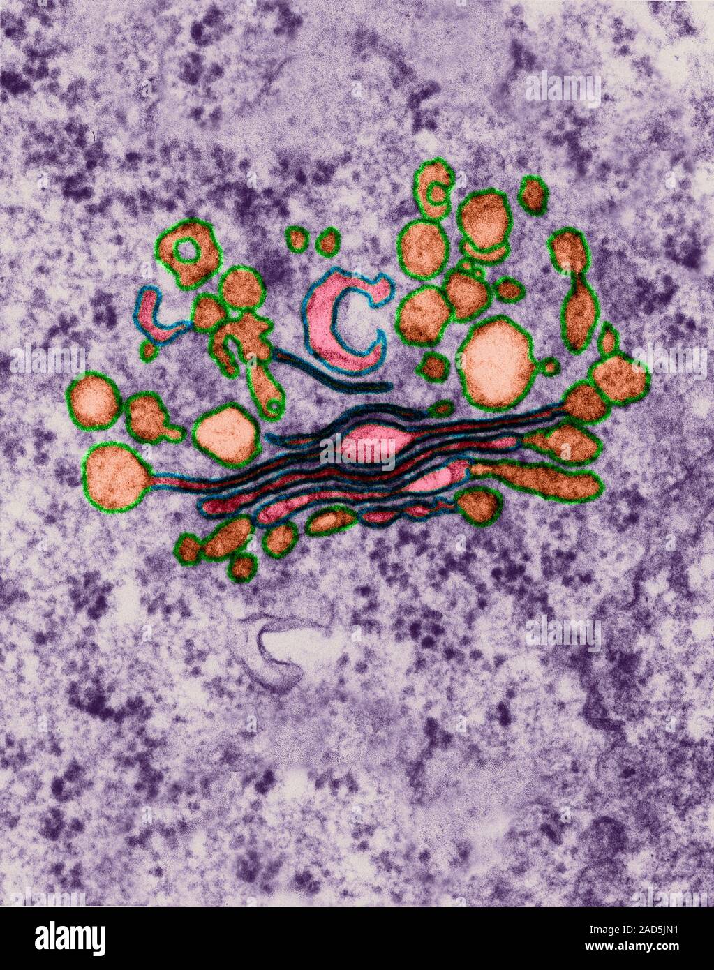 Golgi apparatus in a plant parenchyma cell (arum or voodoo lily ...