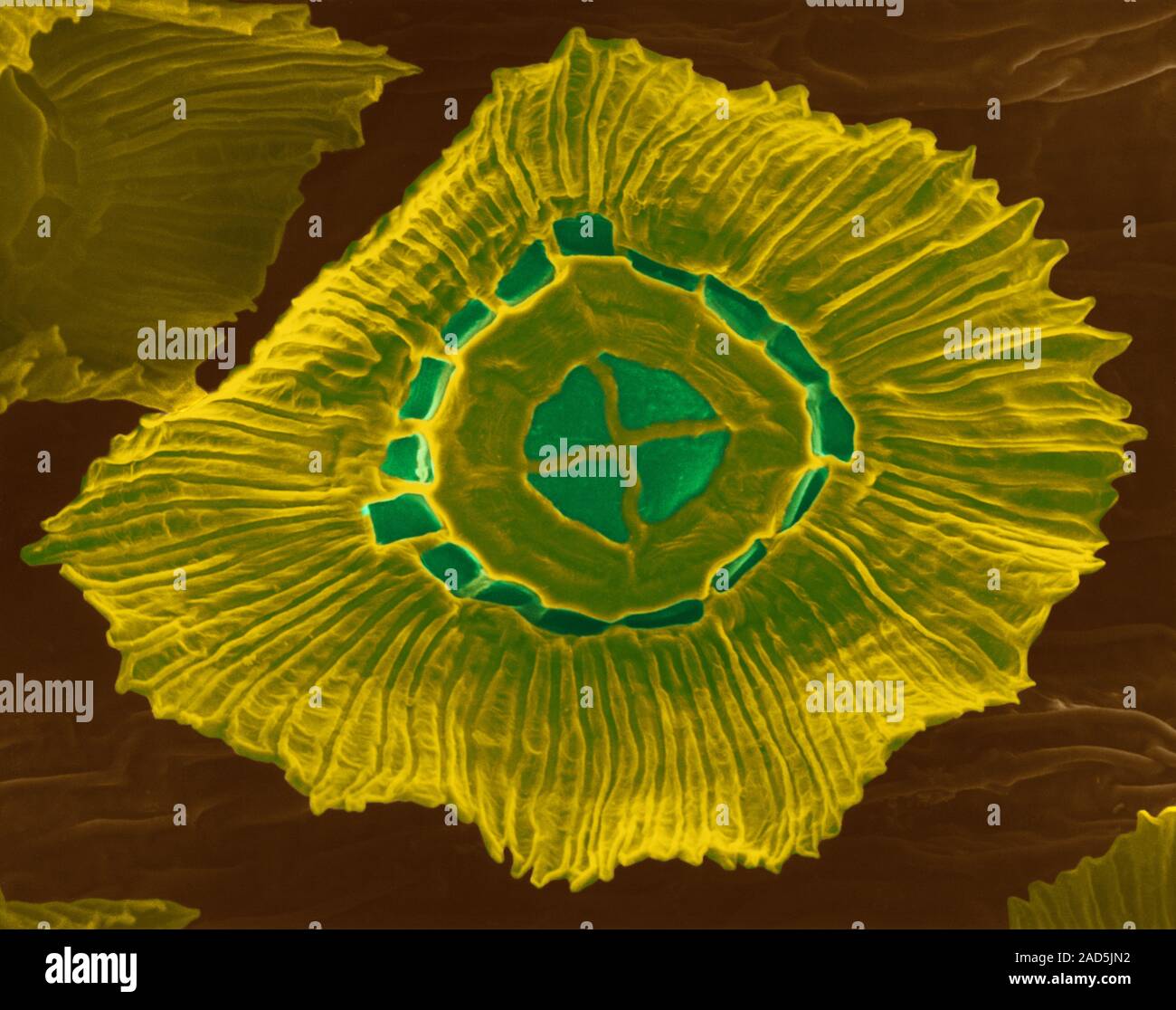 Spanish moss leaf trichome (Tillandsia usneoides), coloured scanning ...