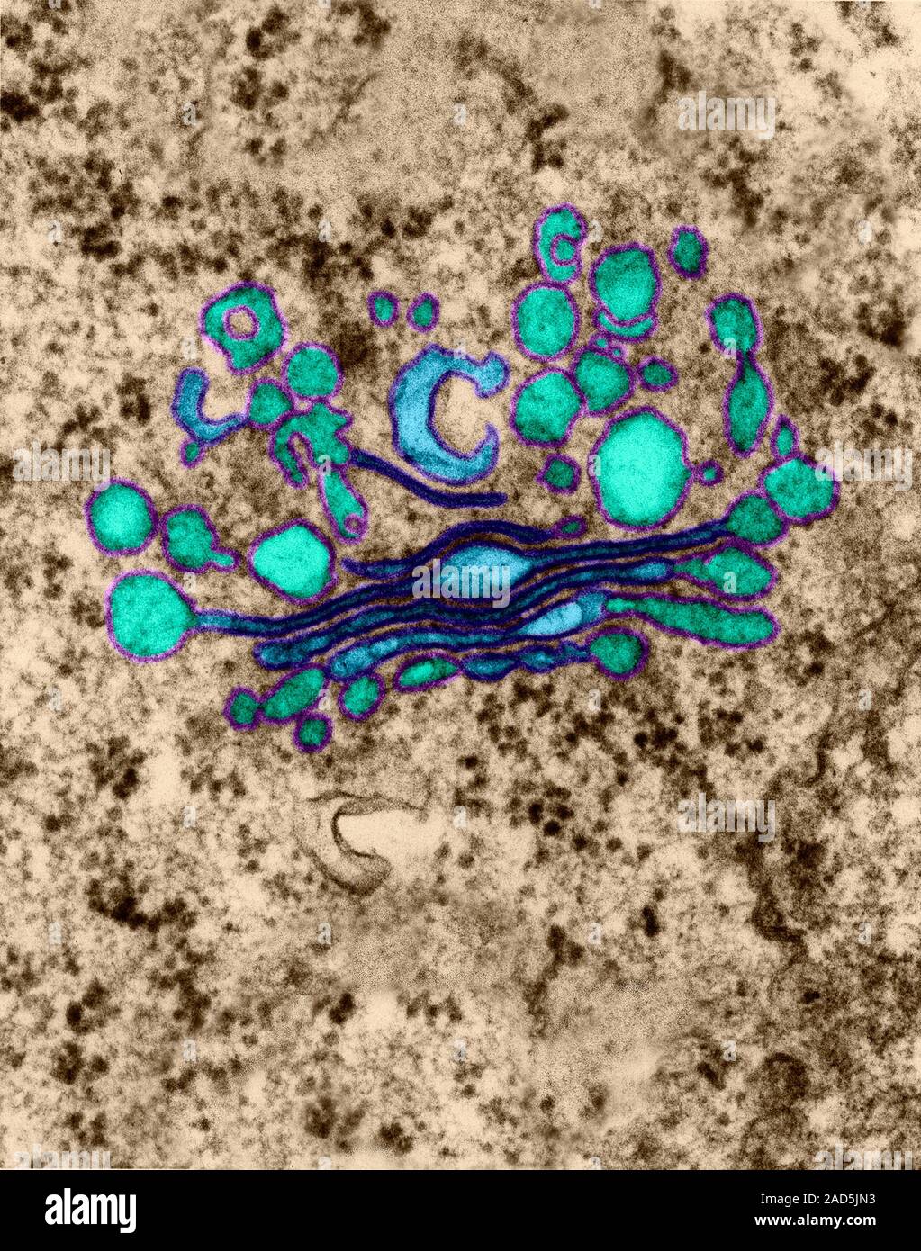 Golgi apparatus in a plant parenchyma cell (arum or voodoo lily ...
